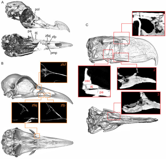 Reversing the Trend: The Evolution of Cranial Akinesis in the Terror ...