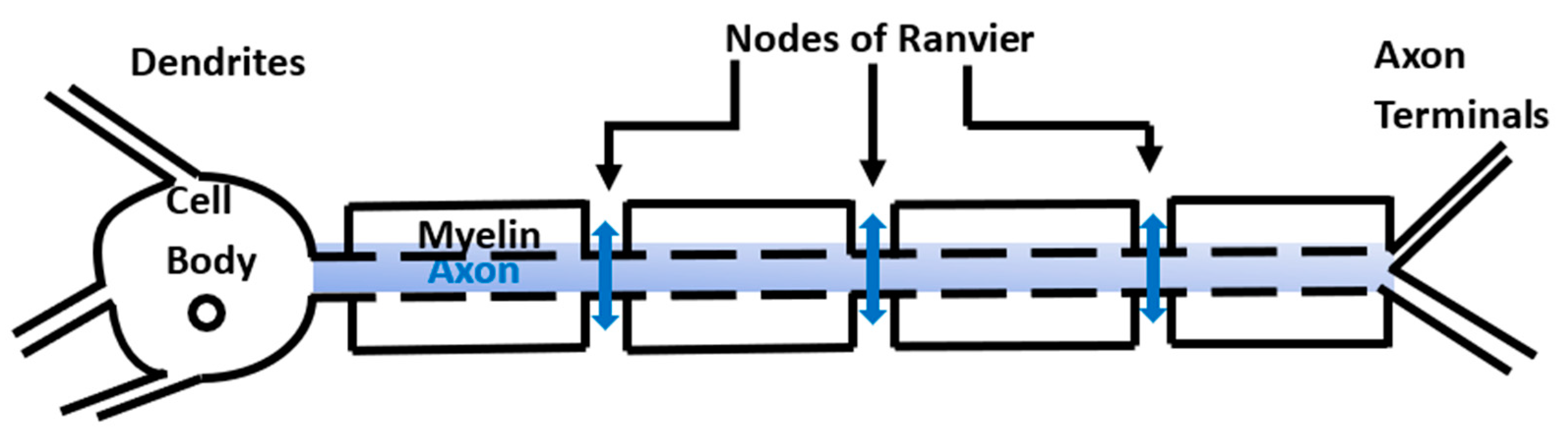 Nodes Of Ranvier Neuron