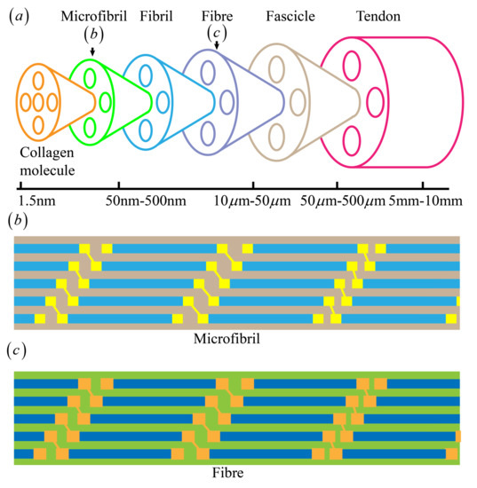Fractal Operators and Fractional Dynamics with 1/2 Order in Biological ...