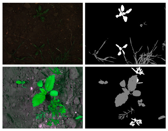 Fractal Fract | Free Full-Text | Crop and Weed Segmentation and Fractal Dimension Estimation ...