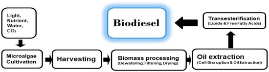 Biofuels Production: A Review on Sustainable Alternatives to ...