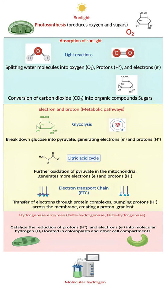 Sustainable Microalgal Biomass for Efficient and Scalable Green Energy Solutions: Fueling Tomorrow