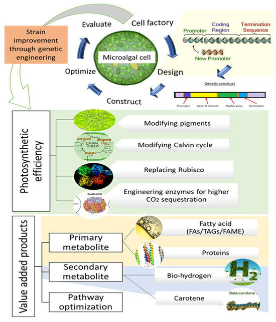 Sustainable Microalgal Biomass for Efficient and Scalable Green Energy Solutions: Fueling Tomorrow