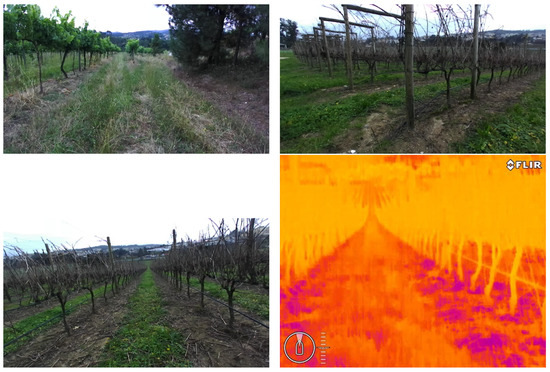 Real-Time Detection of Vine Trunk for Robot Localization Using Deep Learning Models Developed ...