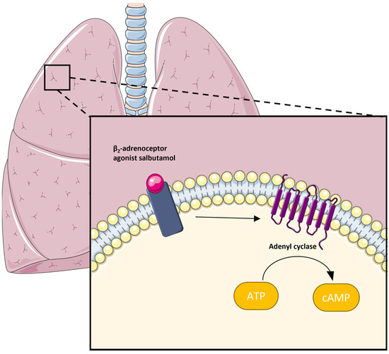 Unraveling the Impact of Salbutamol Polytherapy: Clinically Relevant ...