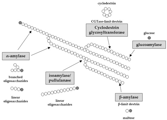 Design of a Cyclodextrin Bioproduction Process Using Bacillus ...