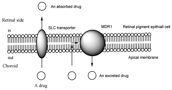 Carrier-Mediated Delivery of Low-Molecular-Weight N-Containing Drugs ...