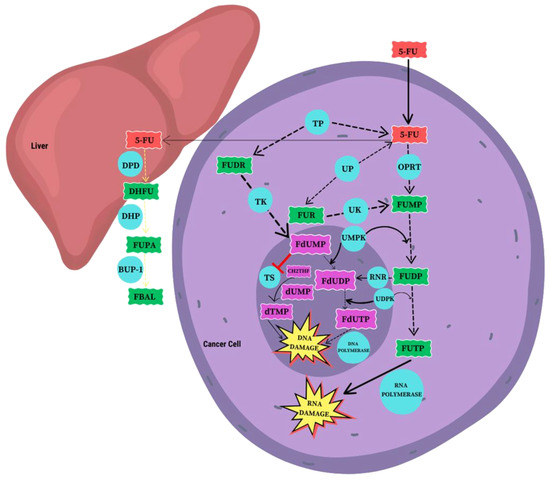 The Use of Personalized Medicine in Pancreatic Ductal Adenocarcinoma (PDAC): New Therapeutic ...