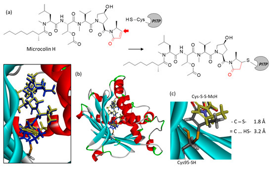 Interaction of Microcolin Cyanobacterial Lipopeptides with Phosphatidylinositol Transfer Protein ...