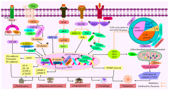 Anticancer Efficacy of Decursin: A Comprehensive Review with ...