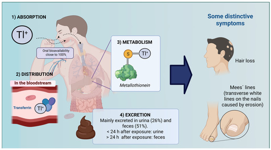 Thallium Toxicity: Mechanisms of Action, Available Therapies, and ...