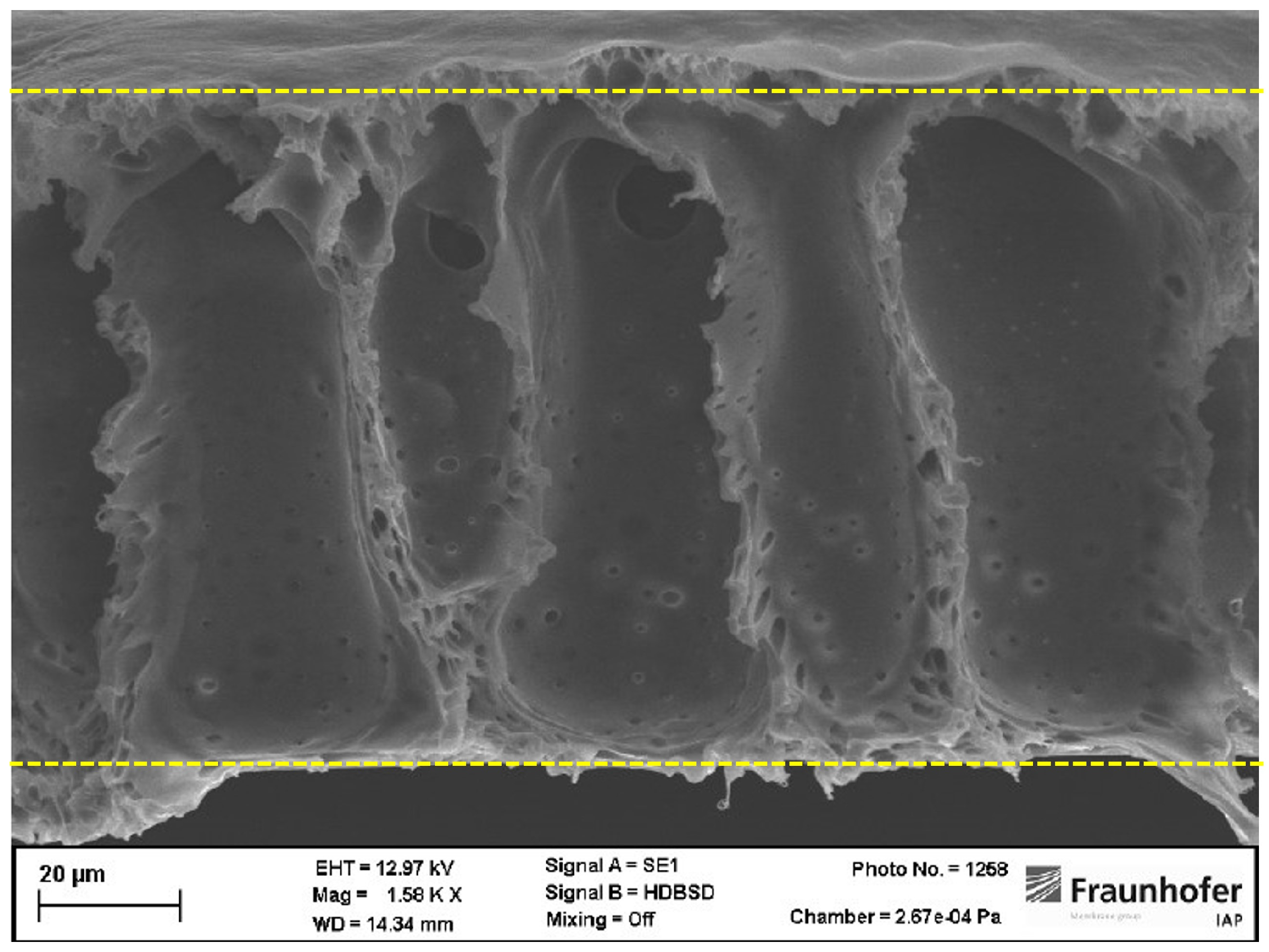 Morphology Behavior of Polysulfone Membranes Made from Sustainable Solvents