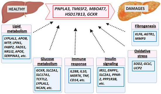 Microbiome and Genetic Factors in the Pathogenesis of Liver Diseases