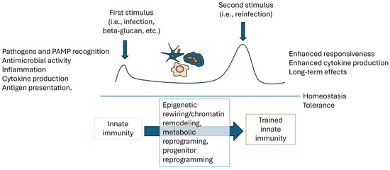Mucosal Immunity and Trained Innate Immunity of the Gut
