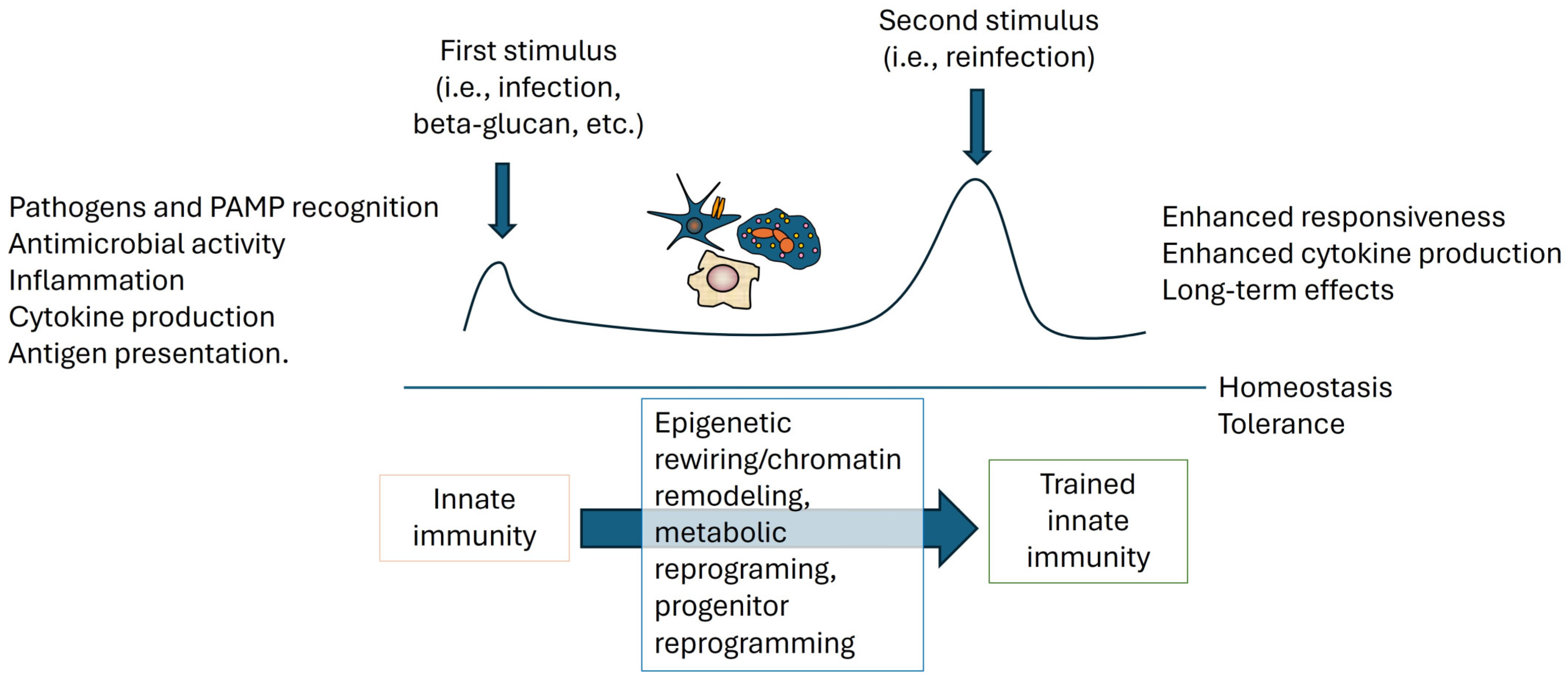Gastroenterology Insights | Free Full-Text | Mucosal Immunity and ...