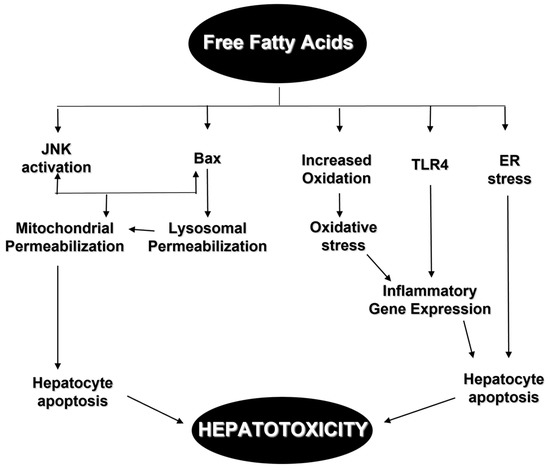 Molecular Mechanisms and Mediators of Hepatotoxicity Resulting from an ...