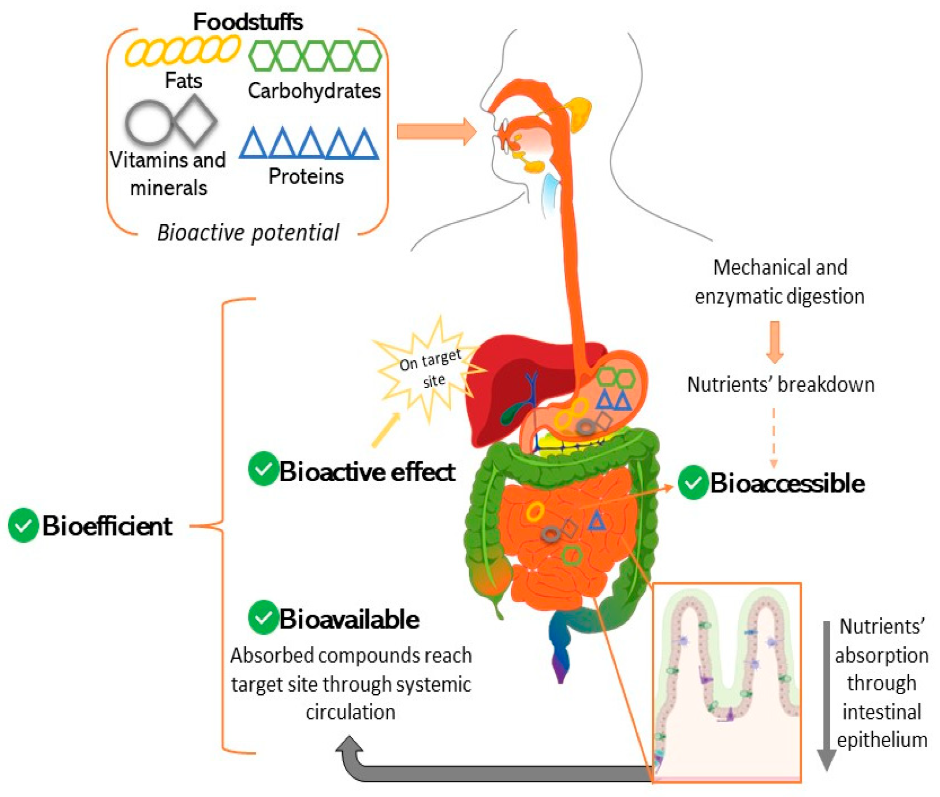 Gastrointestinal Disorders | Free Full-Text | A Critical Review on In ...