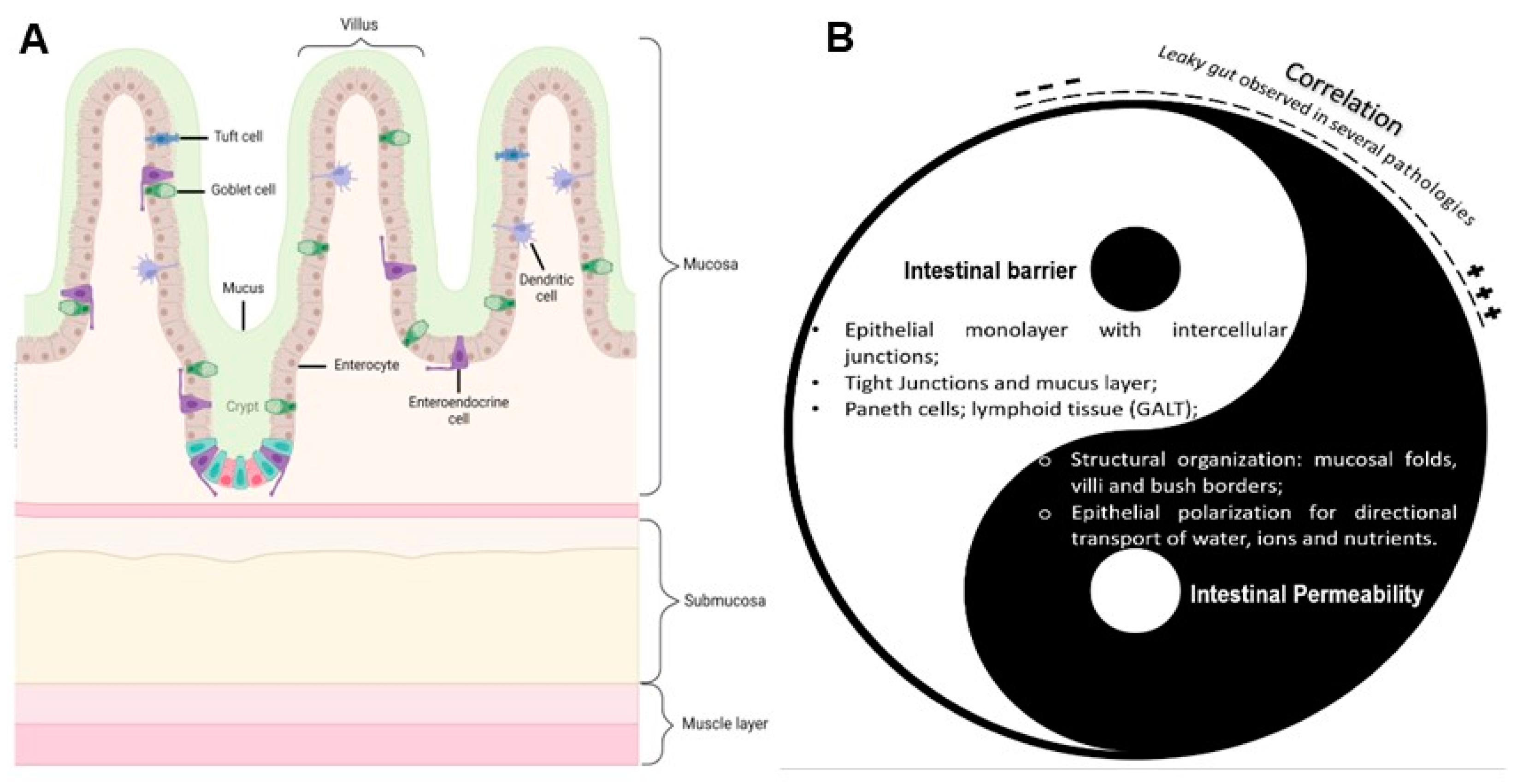 A Critical Review on In Vitro and Ex Vivo Models of the Intestinal ...