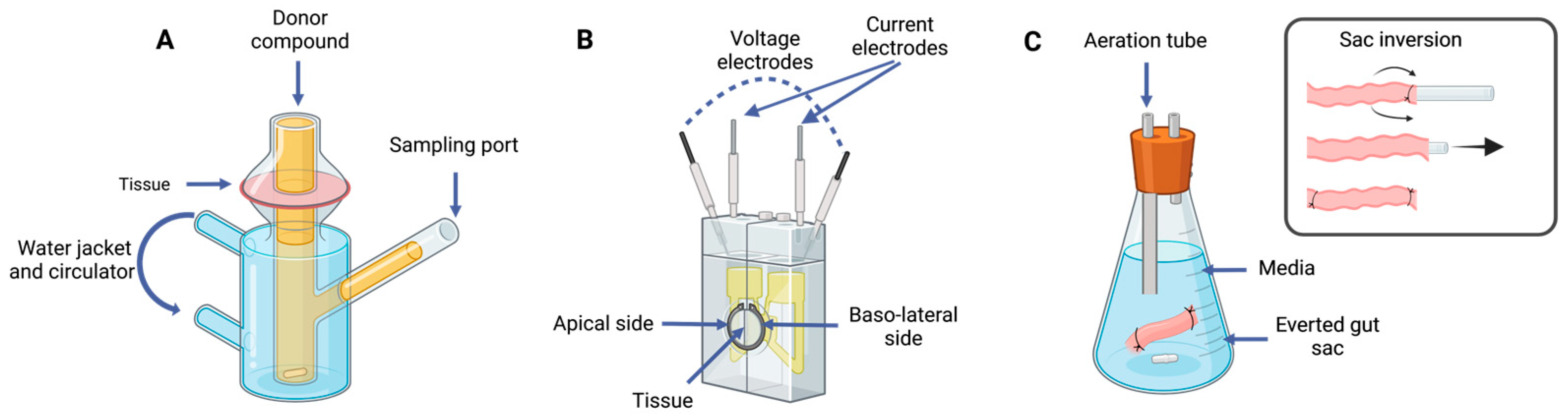 A Critical Review on In Vitro and Ex Vivo Models of the Intestinal ...