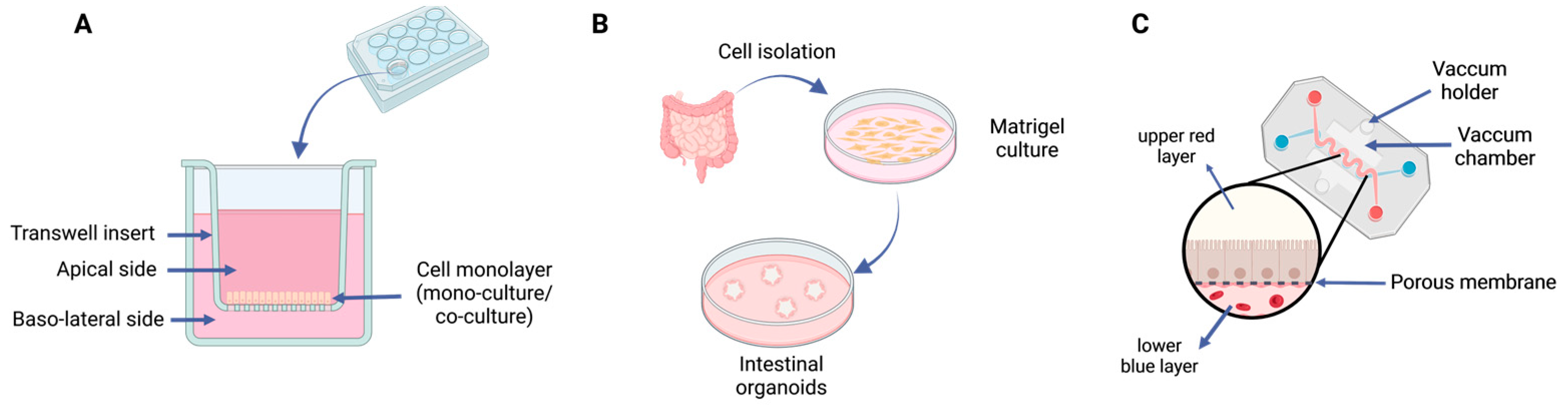 A Critical Review on In Vitro and Ex Vivo Models of the Intestinal ...