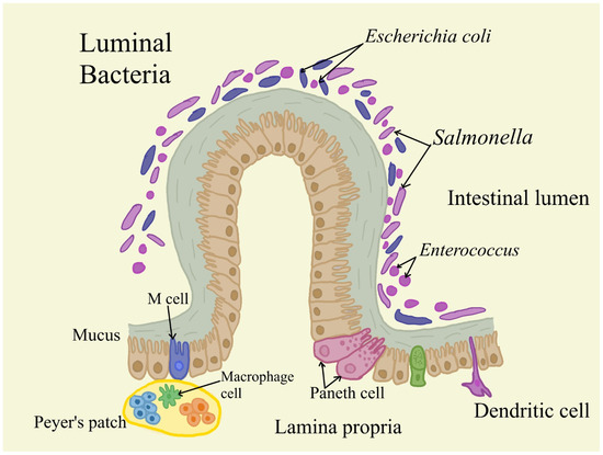 Lamina Propria and GALT: Their Relationship with Different ...