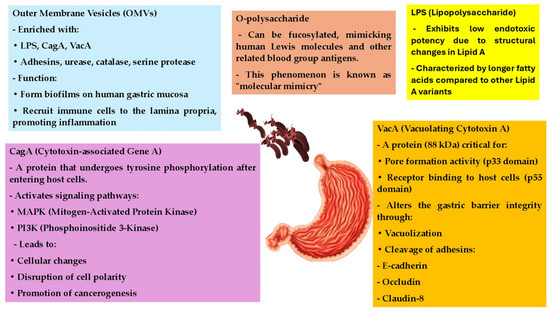 The Role of the Immune Response to Helicobacter pylori Antigens and Its ...