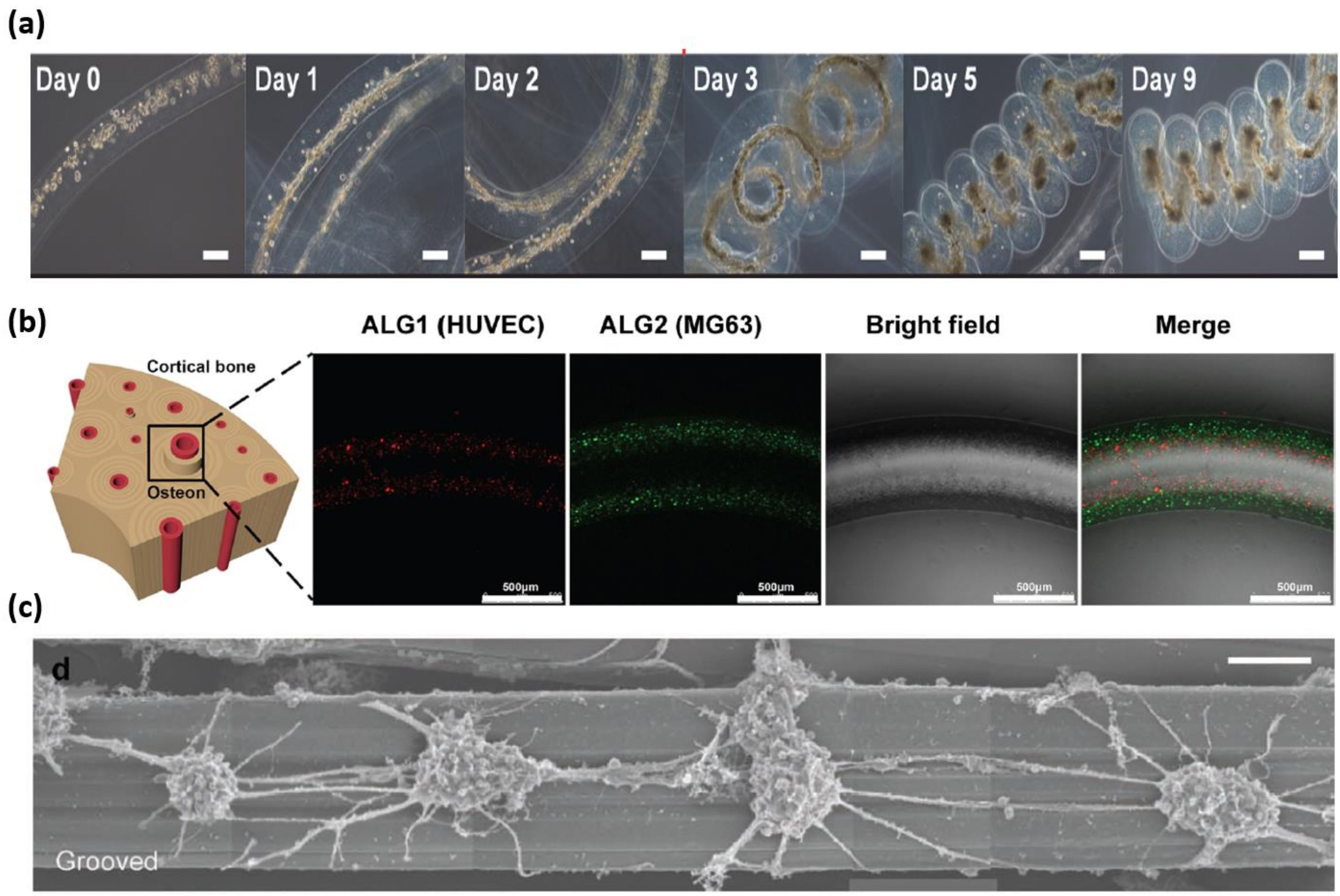 Microfluidic Spun Alginate Hydrogel Microfibers and Their Application ...