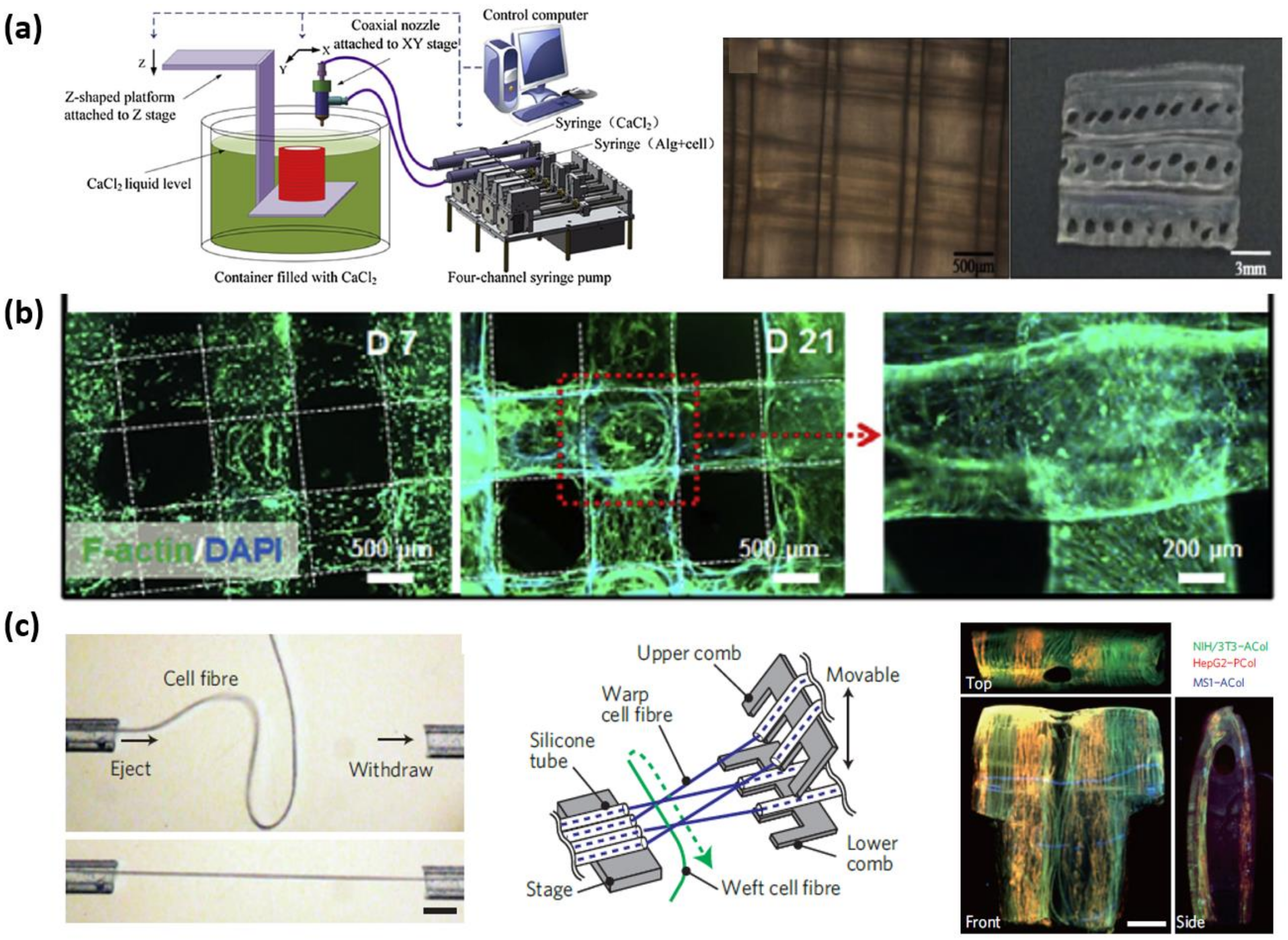 Microfluidic Spun Alginate Hydrogel Microfibers and Their Application ...