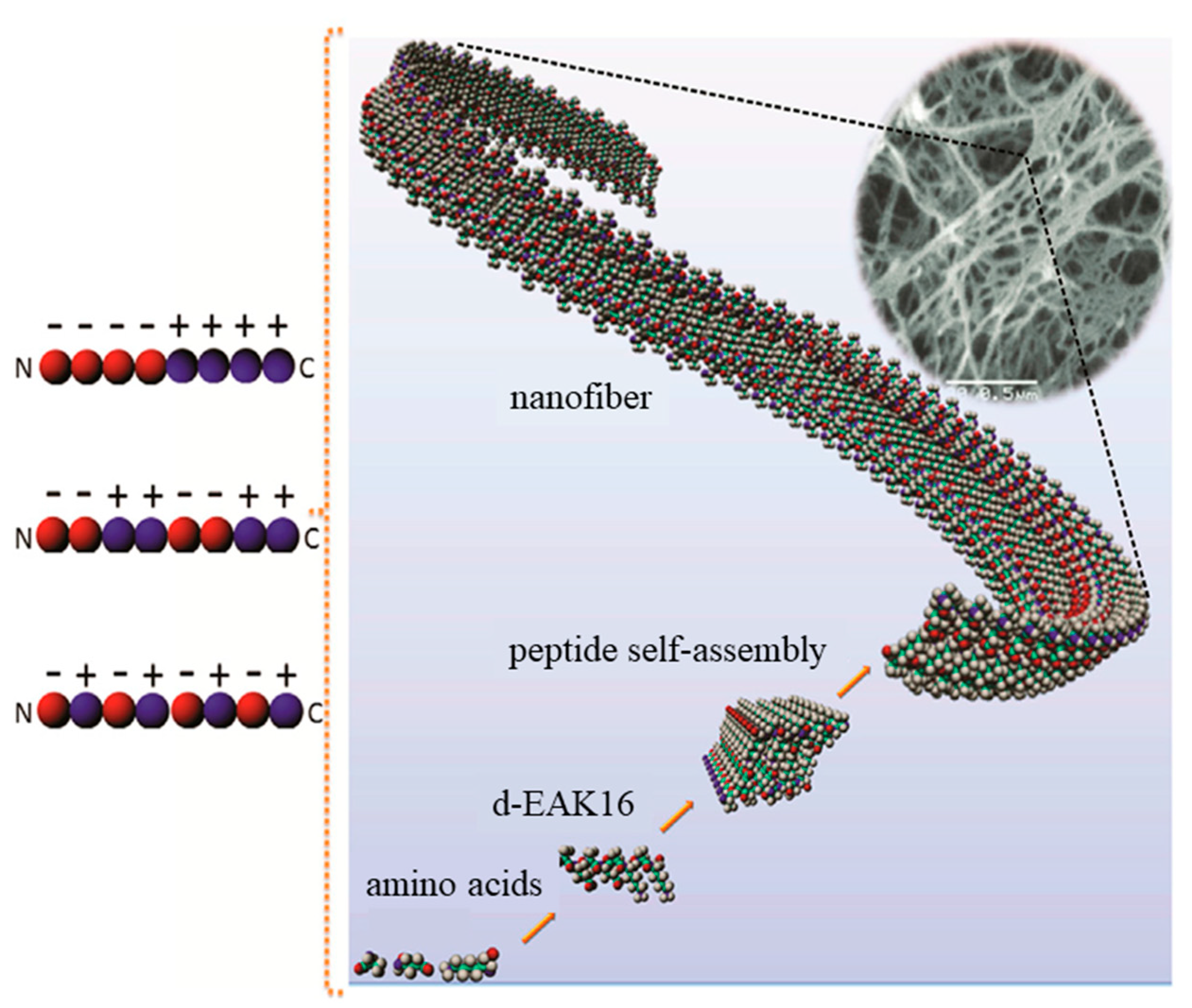 Peptide Self-Assembly into Hydrogels for Biomedical Applications ...