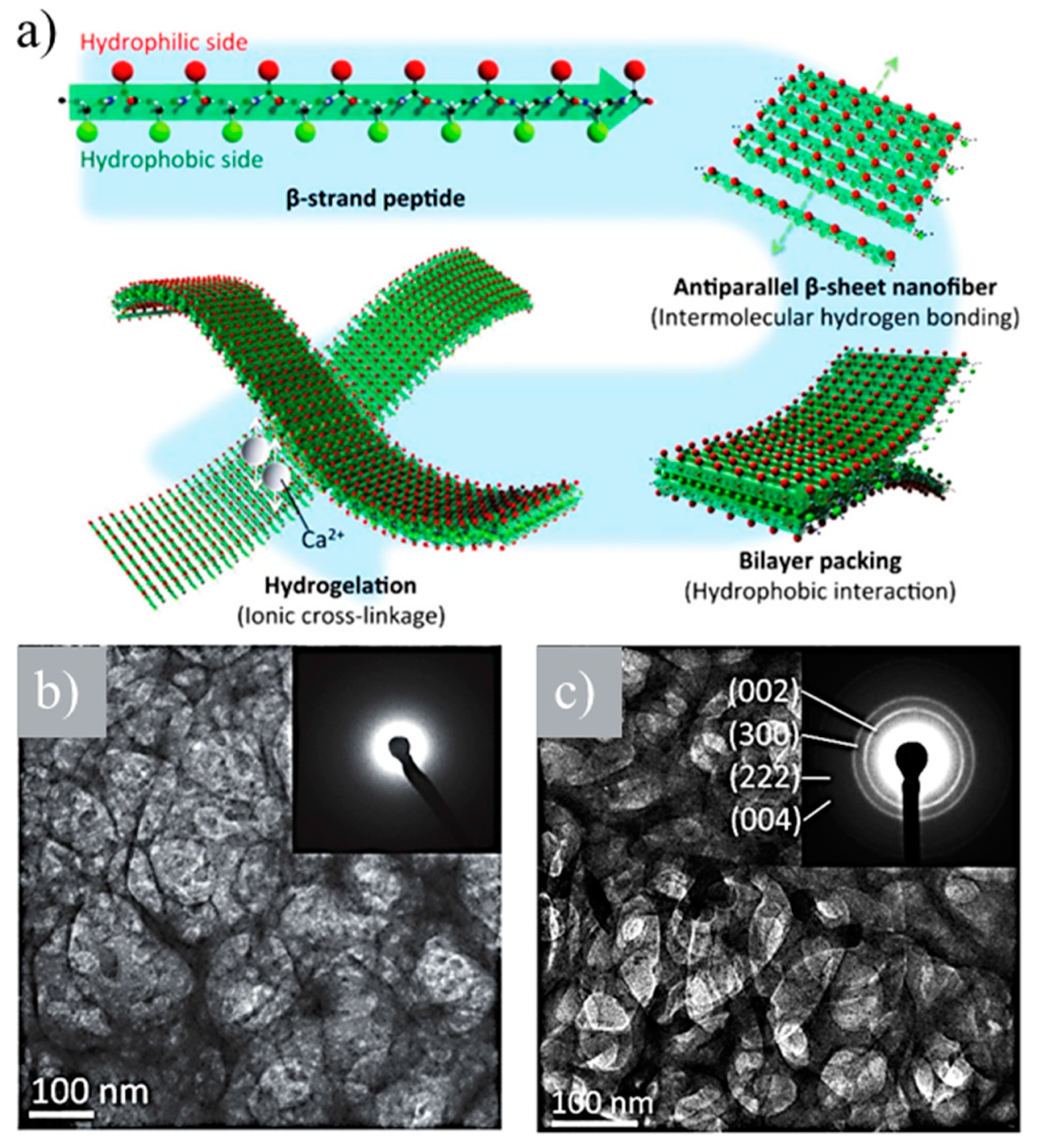 Gels | Free Full-Text | Peptide Self-Assembly into Hydrogels for ...