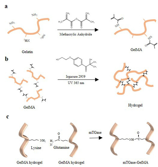 Dual Crosslinked Gelatin Methacryloyl Hydrogels for Photolithography ...