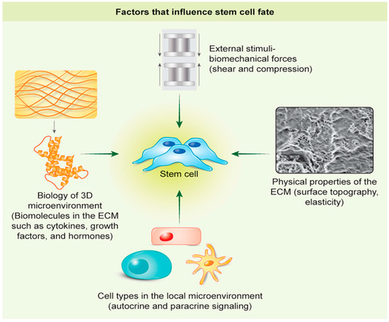 Creating Structured Hydrogel Microenvironments for Regulating Stem Cell ...