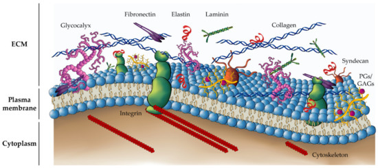 Modeling the Mechanobiology of Cancer Cell Migration Using 3D ...