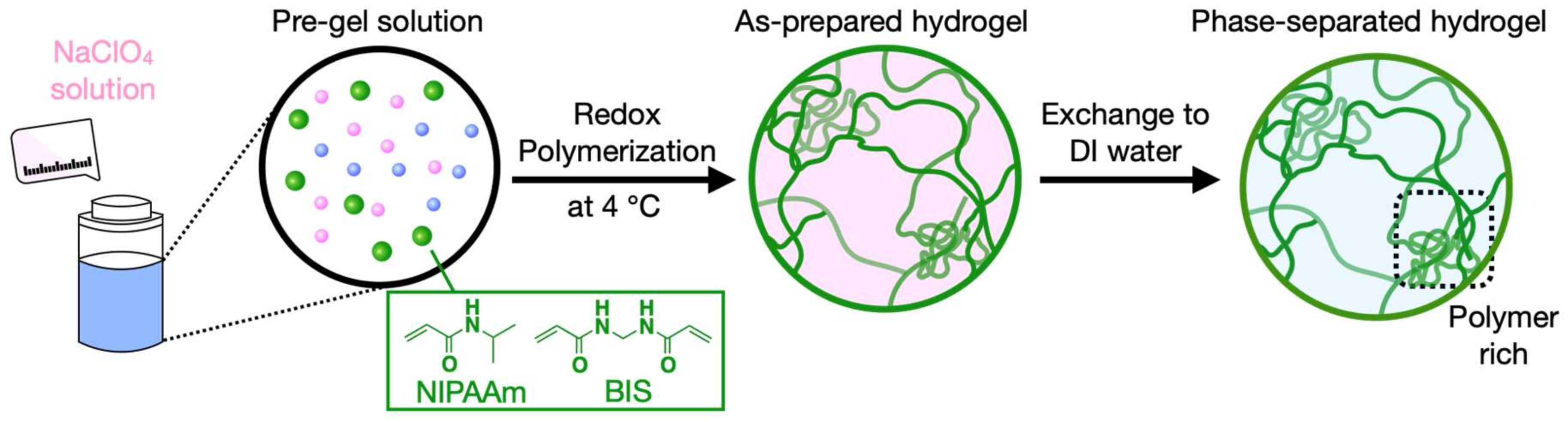 Fast and Large Shrinking of Thermoresponsive Hydrogels with Phase ...