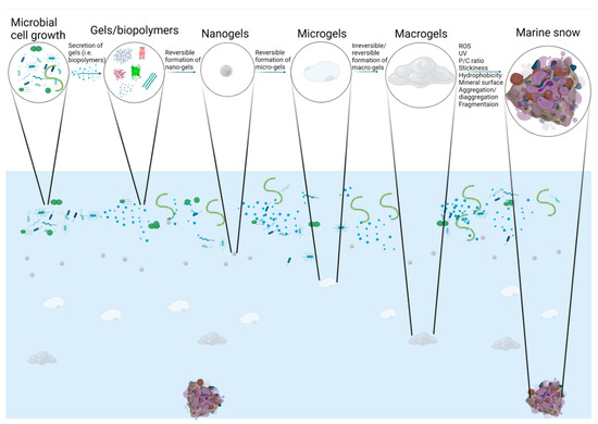 From Nano-Gels to Marine Snow: A Synthesis of Gel Formation Processes ...