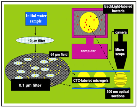Marine Biopolymer Dynamics, Gel Formation, and Carbon Cycling in the Ocean