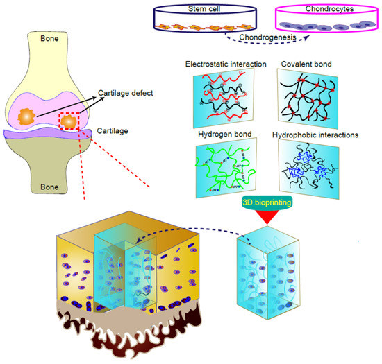 3D Bioprinting of Hydrogels for Cartilage Tissue Engineering