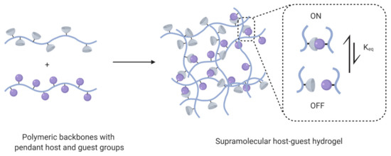 Supramolecular Host–Guest Hydrogels for Corneal Regeneration