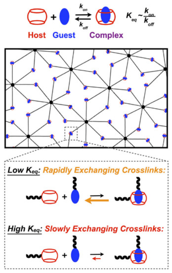 Supramolecular Host–Guest Hydrogels for Corneal Regeneration