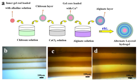 Research Progress in the Multilayer Hydrogels