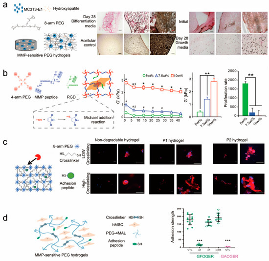 Bone Regeneration Using MMP-Cleavable Peptides-Based Hydrogels
