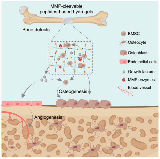 Bone Regeneration Using MMP-Cleavable Peptides-Based Hydrogels