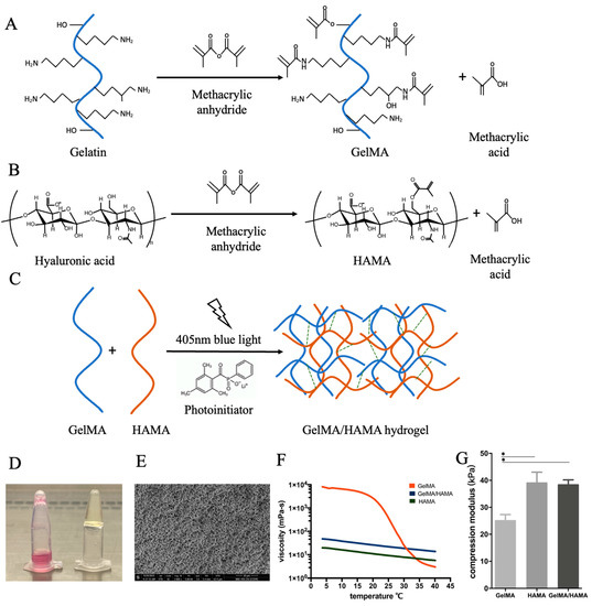 Chondrocyte Spheroids Laden in GelMA/HAMA Hybrid Hydrogel for Tissue ...