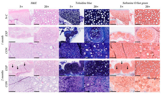 Gels | Free Full-Text | Chondrocyte Spheroids Laden in GelMA/HAMA ...