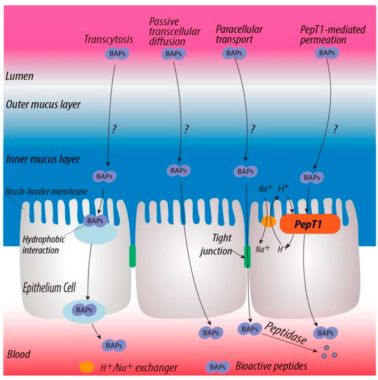 Peptide-Mucin Binding and Biosimilar Mucus-Permeating Properties