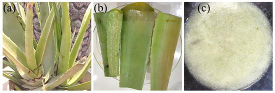 Preparation and Evaluation of Polymer-Based Ultrasound Gel and Its ...