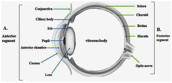 Drug Delivery Challenges and Current Progress in Nanocarrier-Based ...
