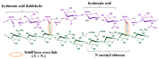 Hydrogels on the Base of Modified Chitosan and Hyaluronic Acid Mix as ...