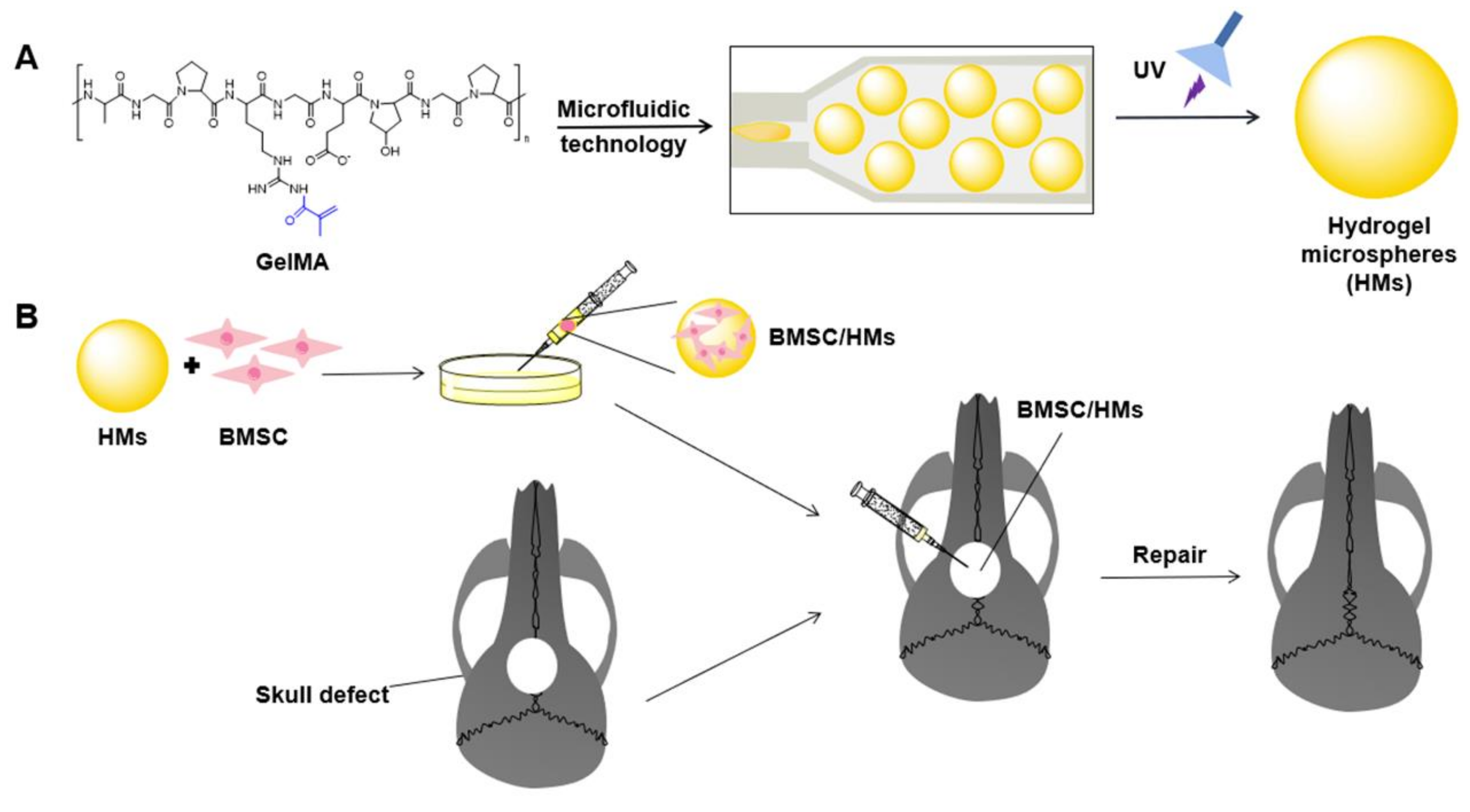 Mesenchymal Stem Cells–Hydrogel Microspheres System for Bone ...