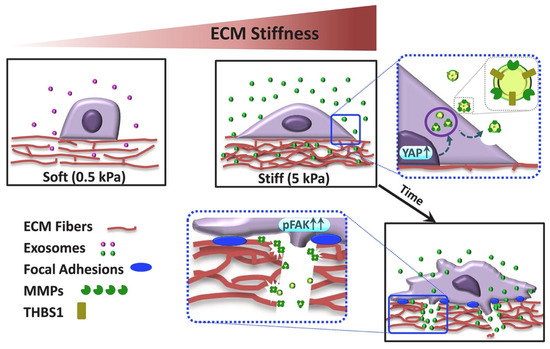 Hydrogels for Exosome Delivery in Biomedical Applications